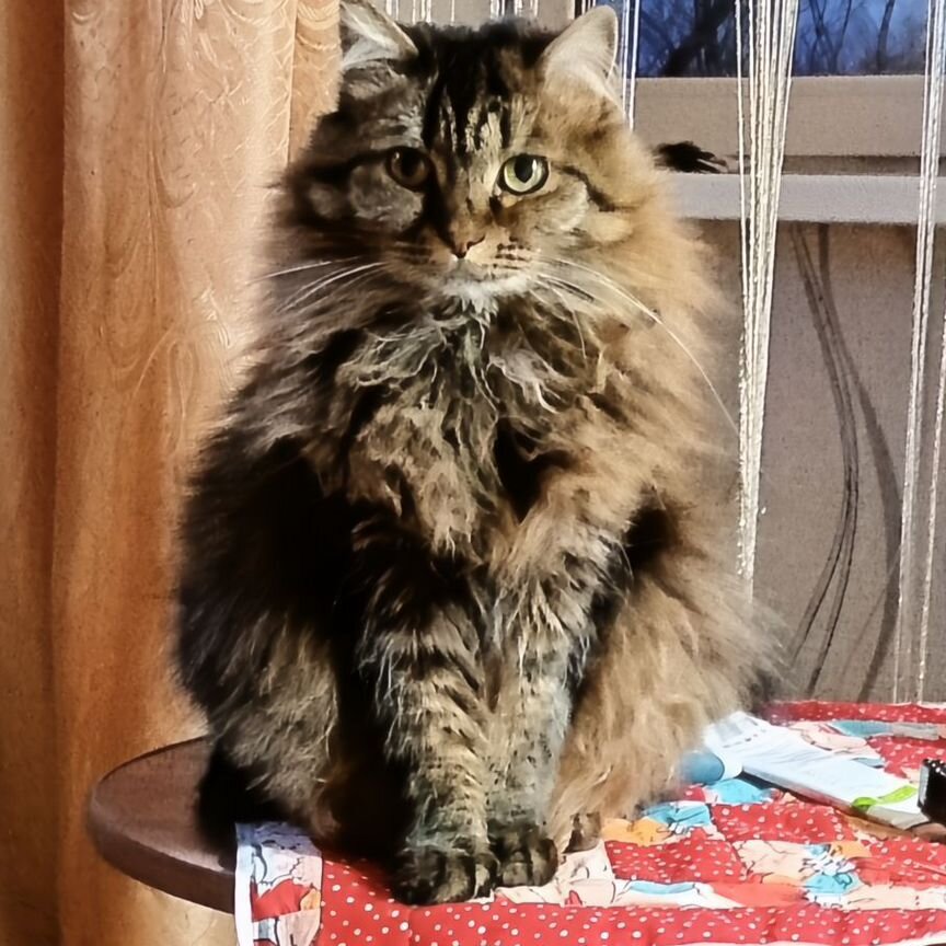 Сибирский, взрослый кот