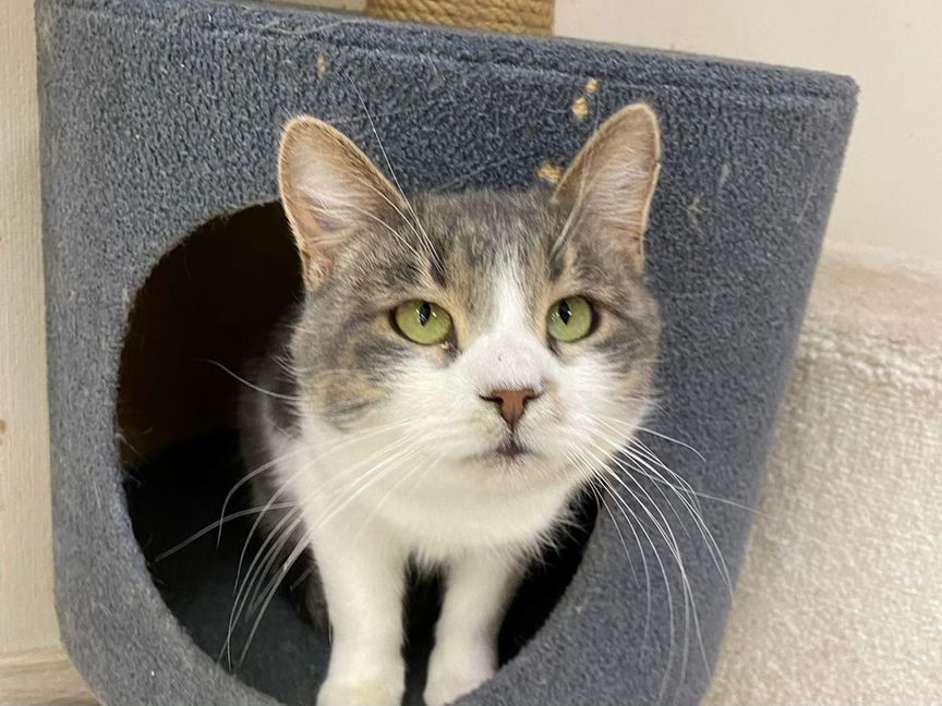 Котенок в добрые руки