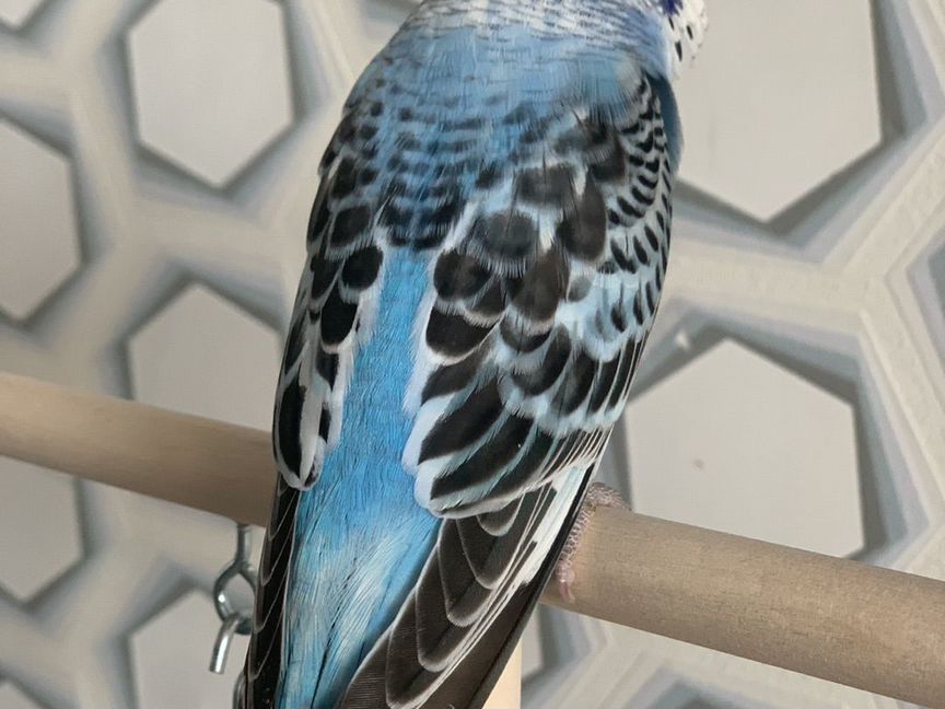 Попугай волнистый