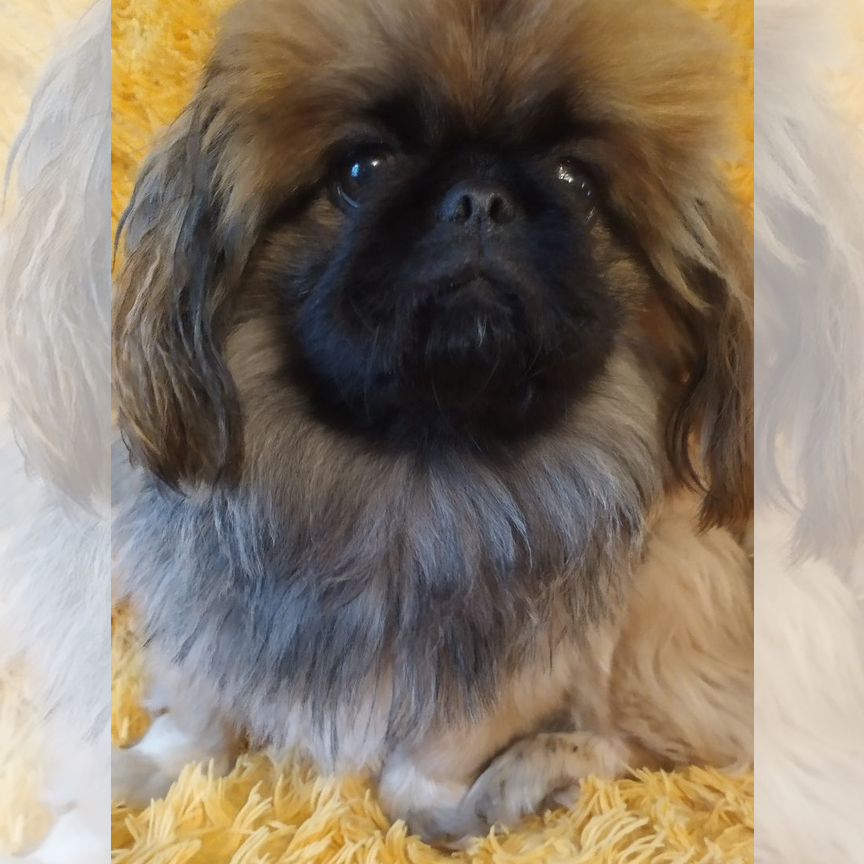 Вязка пекинес