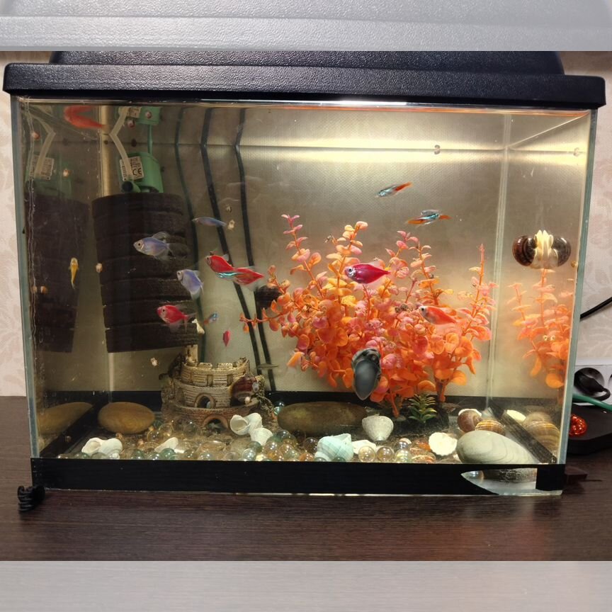 Аквариум с рыбками