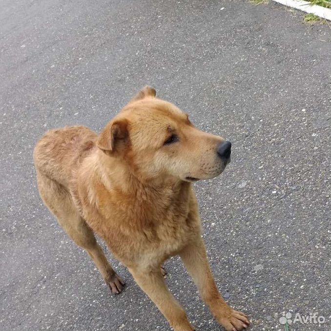 Собака И котик рыжики