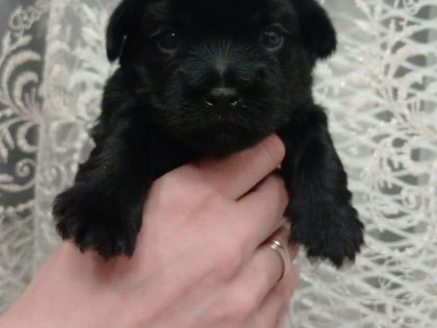 Йоркширский терьер щенки