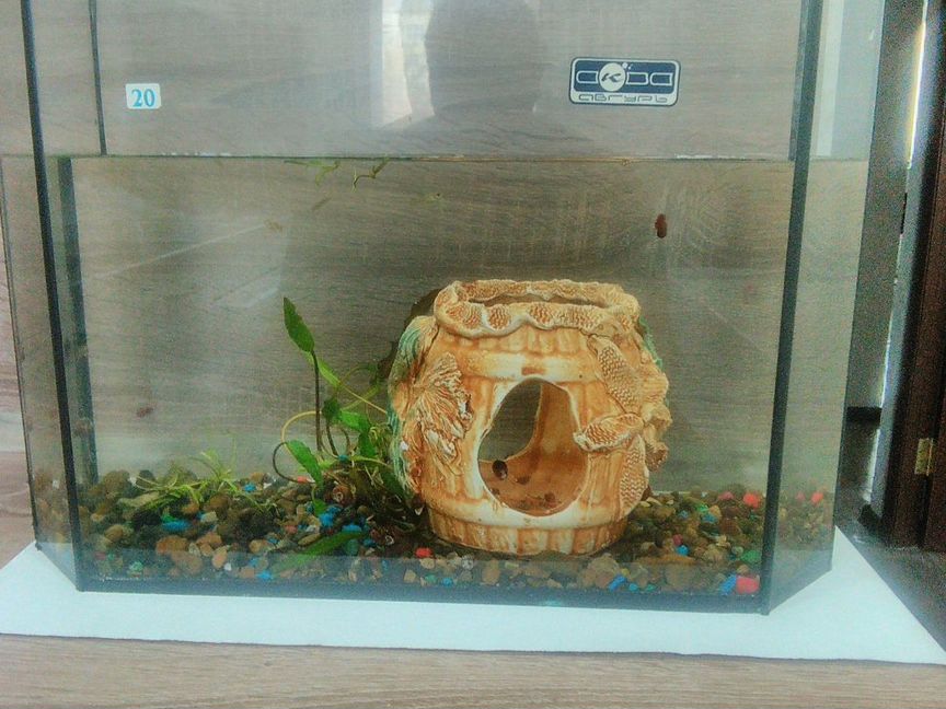 Аквариум с рыбками