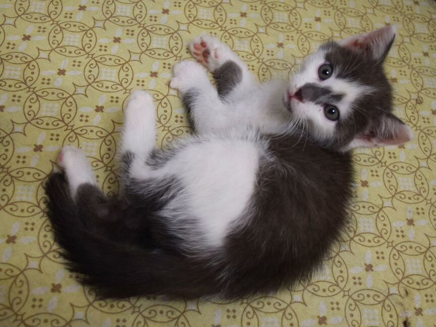 Котёнок мальчик добрый хороший ручной