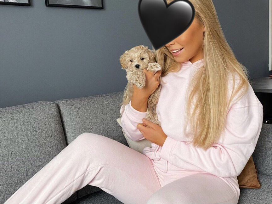 Мальтипу микро f1 большой выбор N1 Russia maltipoo