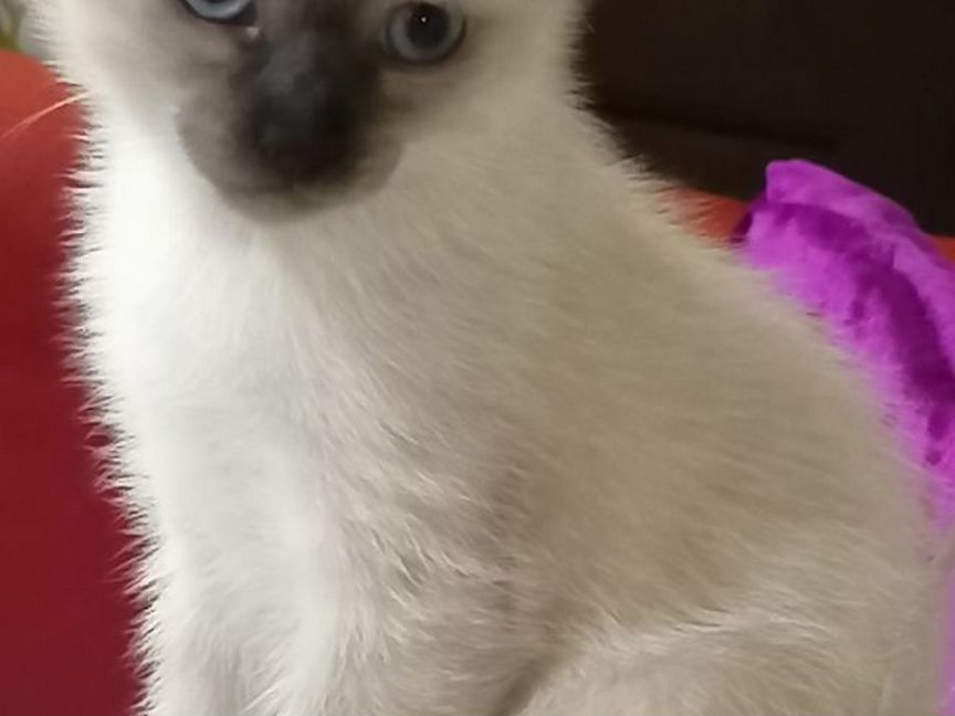 Сиамские котята
