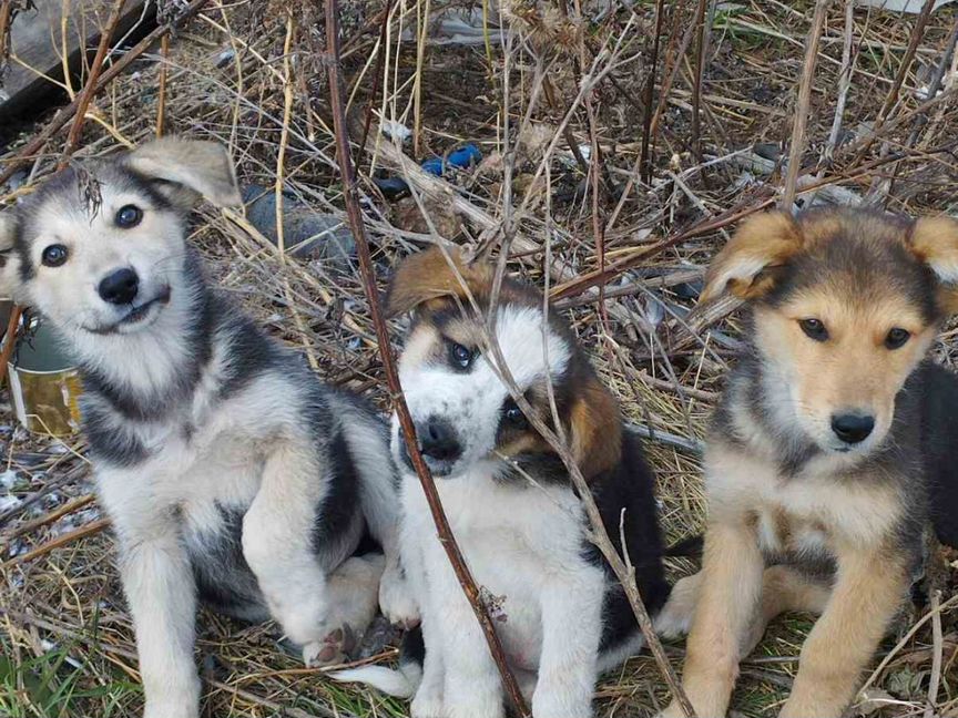 Щенки на охрану