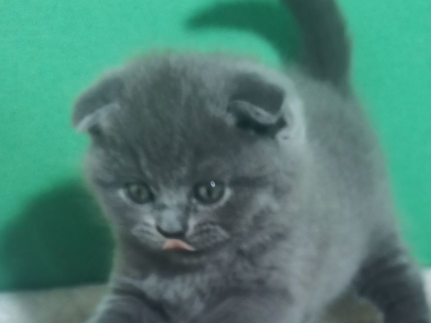 Кот вислоухий голубой