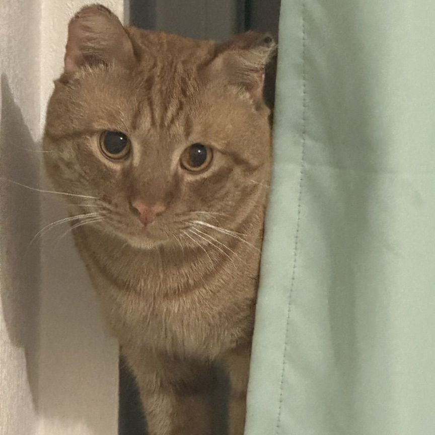 Взрослый кот в добрые руки