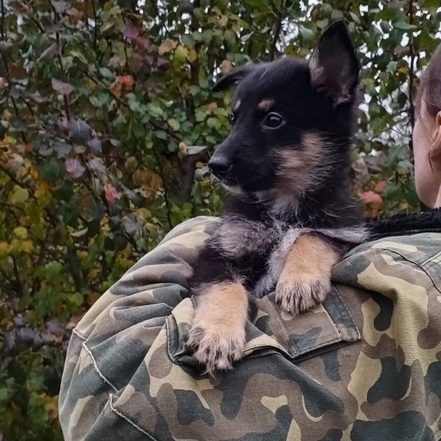 Щенок Веня в добрые руки бесплатно