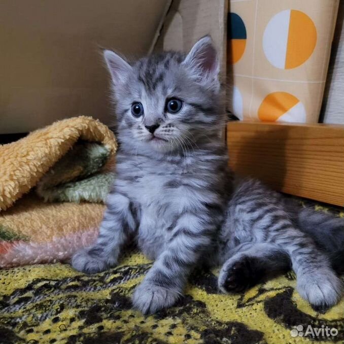 Четыре сыночка и дочка