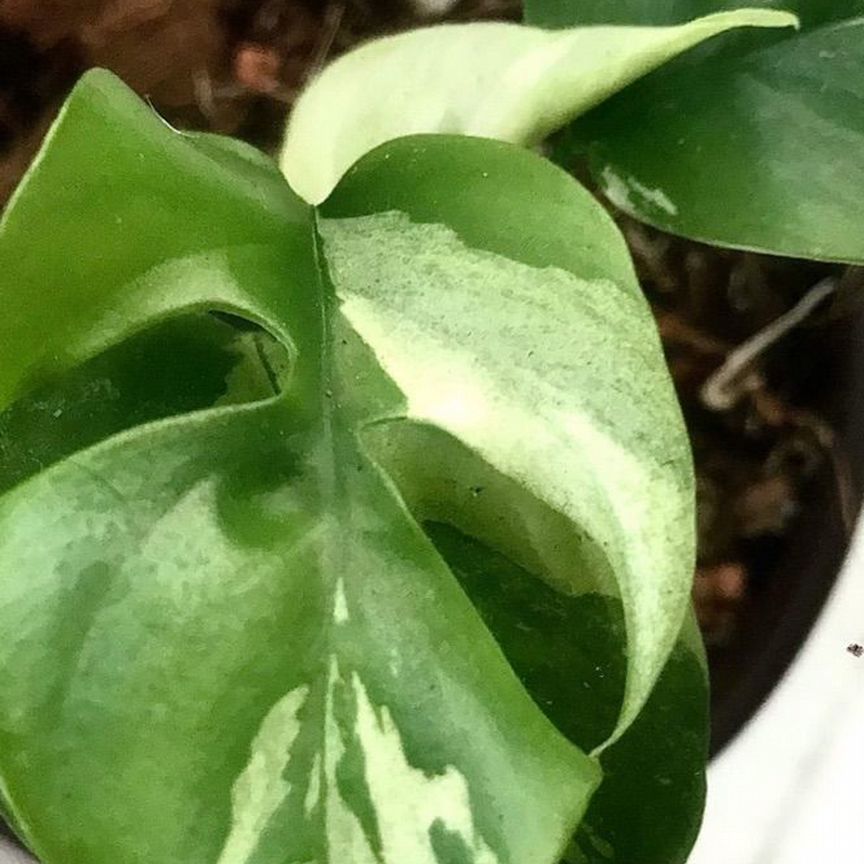 Рафидофора тетрасперма