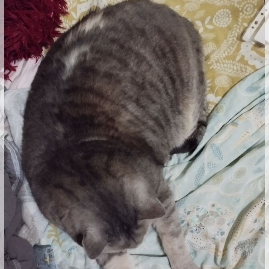 Толстый кот