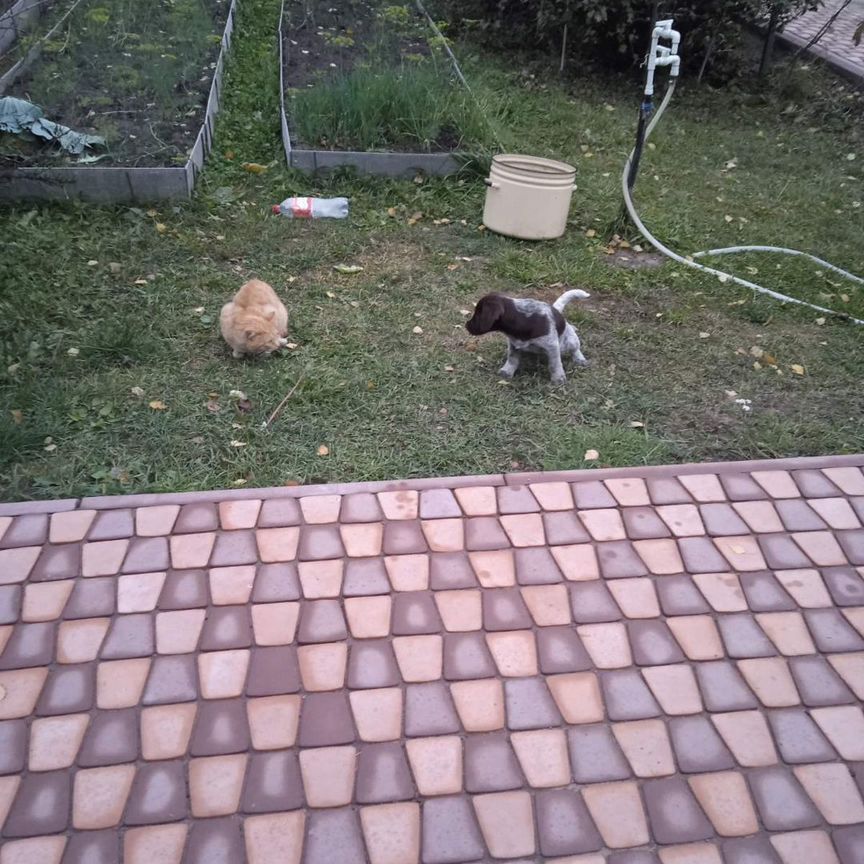 Отдам щенка