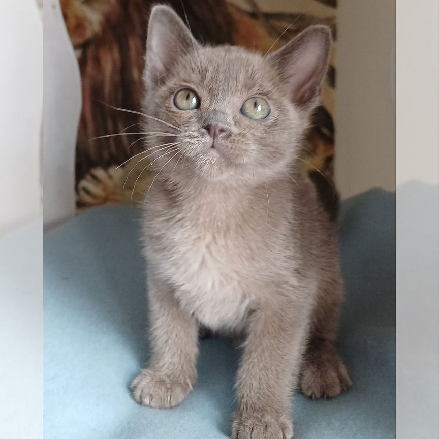 Европейский бурманский котёнок