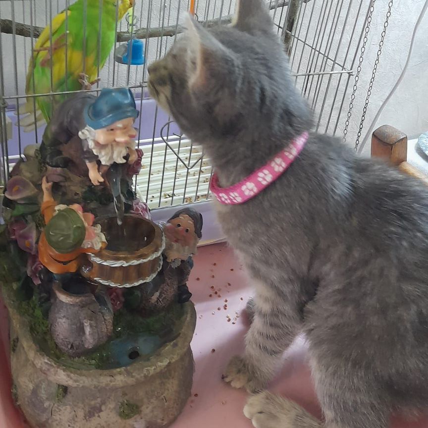 Благородный котенок Ричард в дар