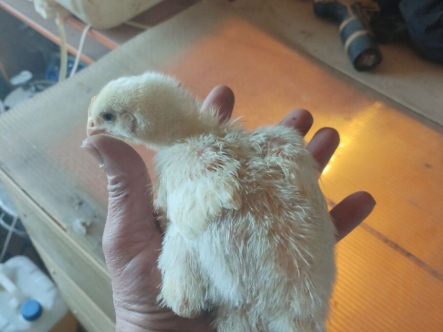 Птицы домашние куры