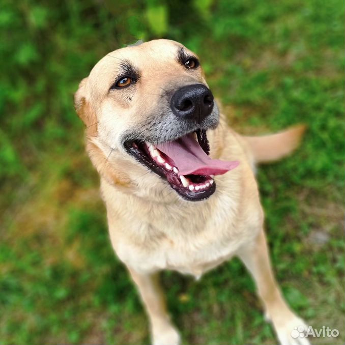 Сильва ищет дом