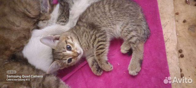 Котенок камышовая девочка