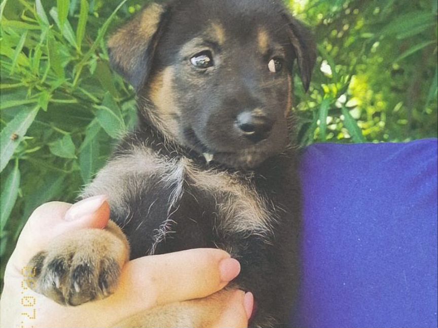 Щенки ищут передержку или сразу дом