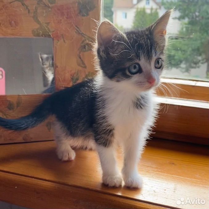 Ласковый белый в пятнышко котёнок мальчик 2 мес