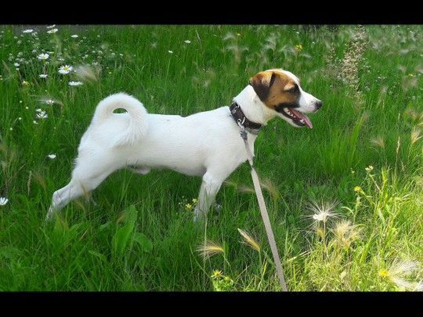 Джек рассел терьер вязка