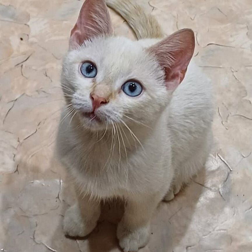 Котики бесплатно