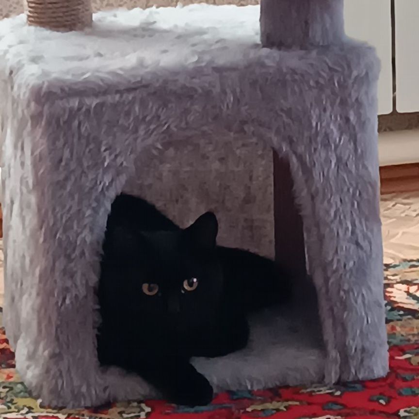 Продам домик для кошки
