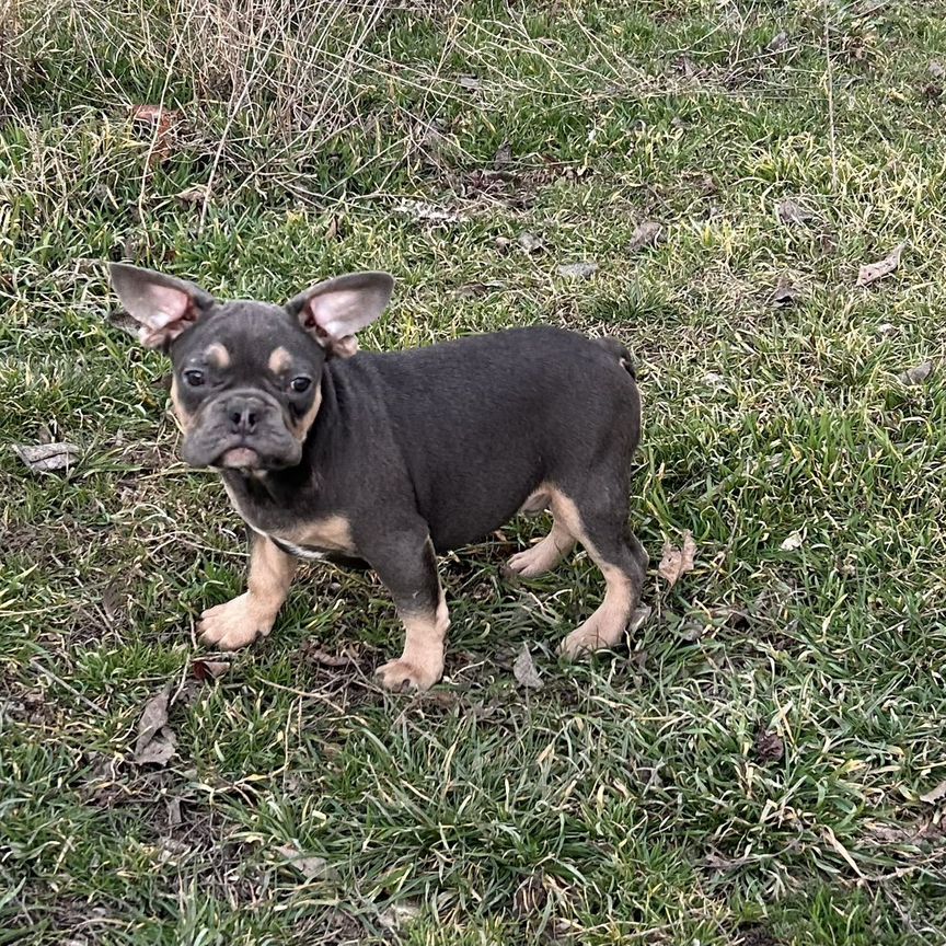 Голубые малыши и не только