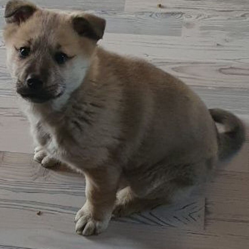 Западносибирская лайка, щенок