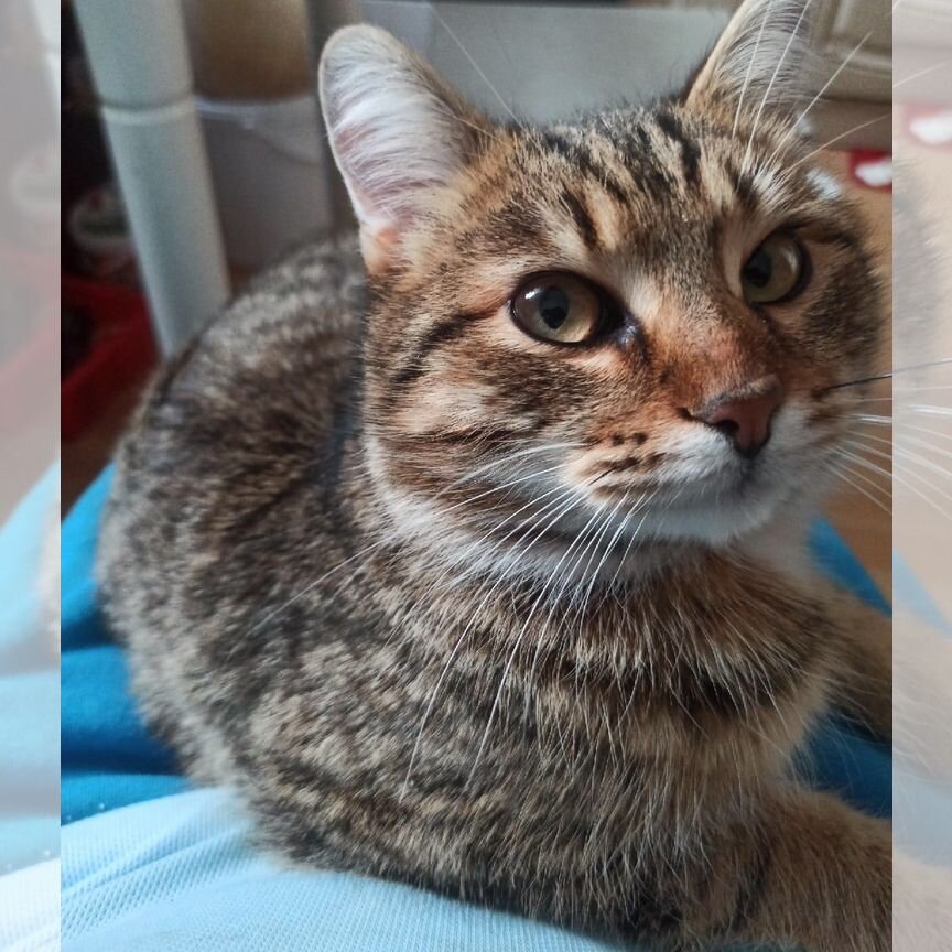 Взрослый кот в добрые руки