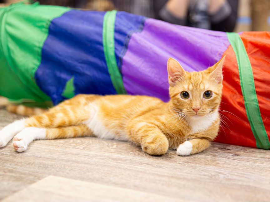 Котенок рыжий в добрые ручки