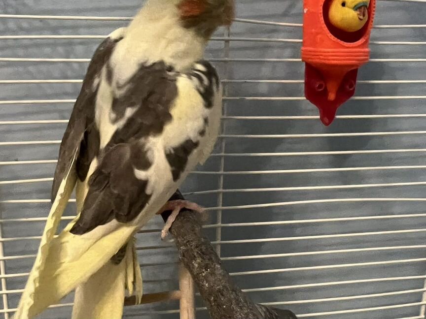 Попугай корелла