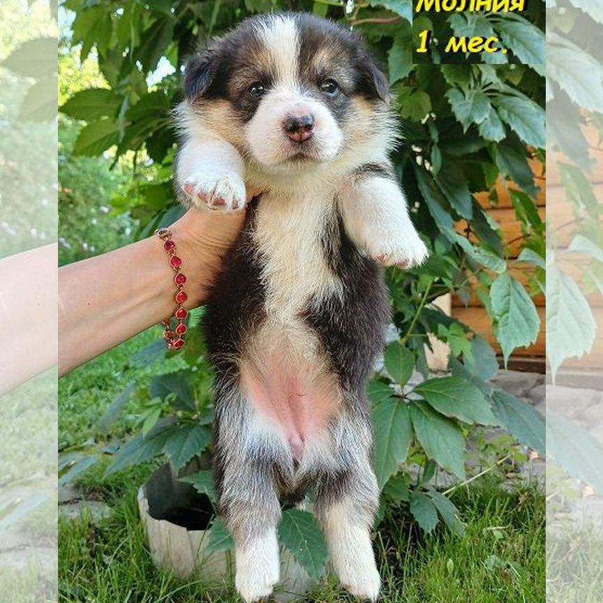 Вельш Корги Пемброк, щенок