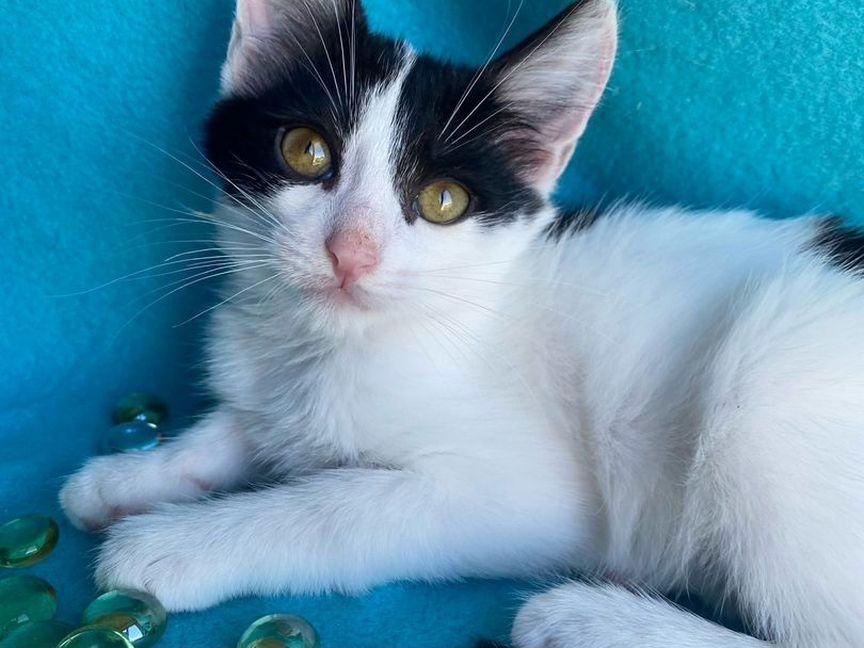 Котомальчик Гоша