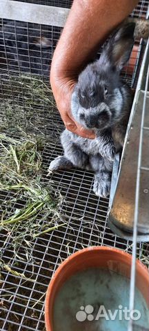 Кролики Полтавское серебро