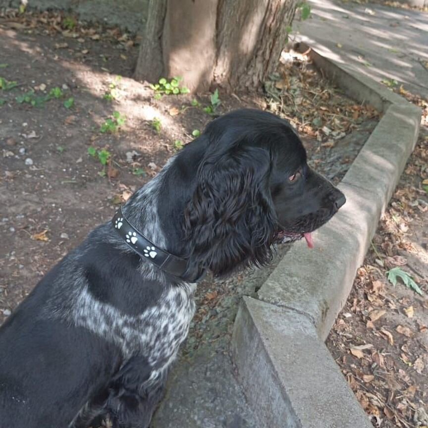 Собака русский охотничий спаниель. Мальчик