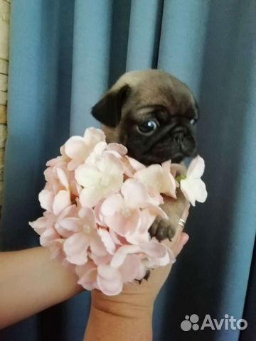 Щенки мопса