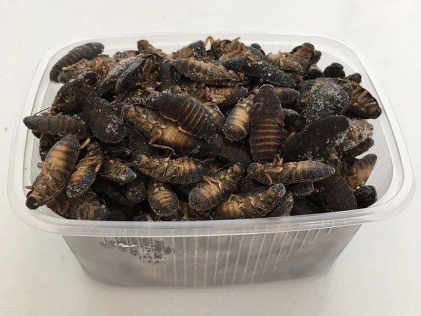 Мраморный таракан (заморозка)