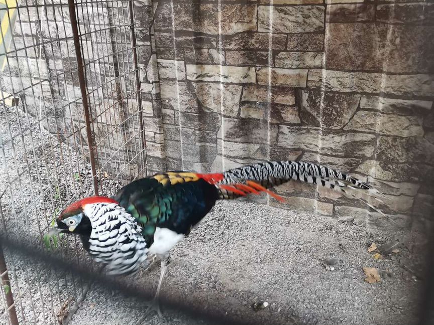 Алмазный фазан