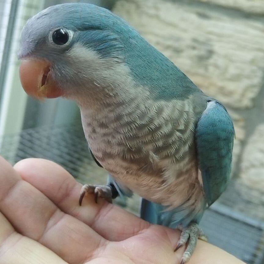 Попугай Монах Выкормыш 2 мес