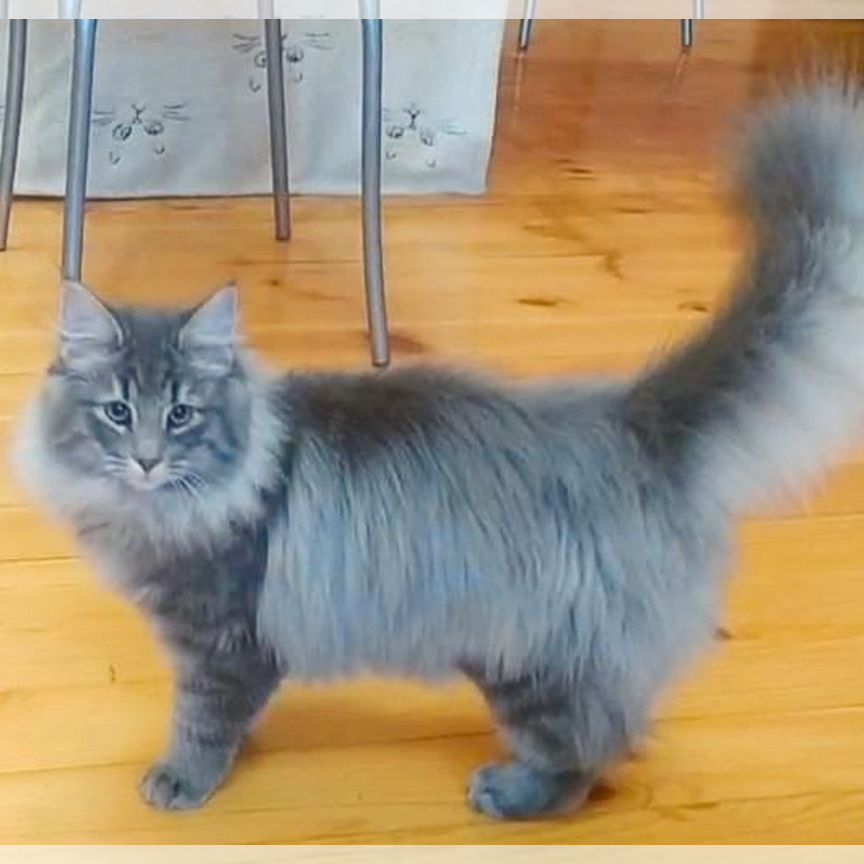 Котята норвежская лесная