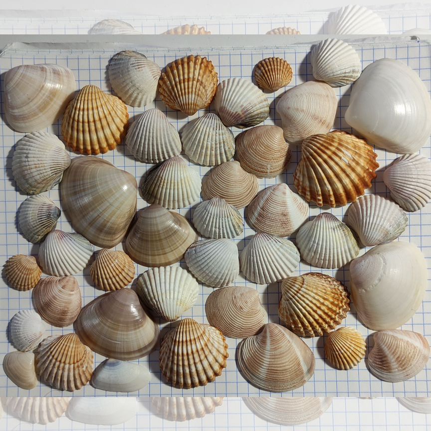 Морские ракушки