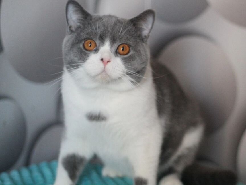 Британские котята короткошерстные