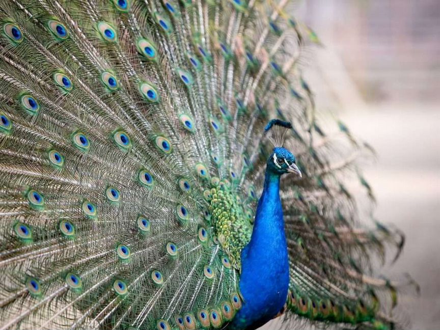 Индииские павлины