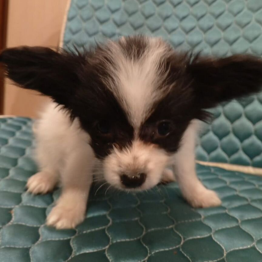 Континентальный той-спаниель папильон, щенок