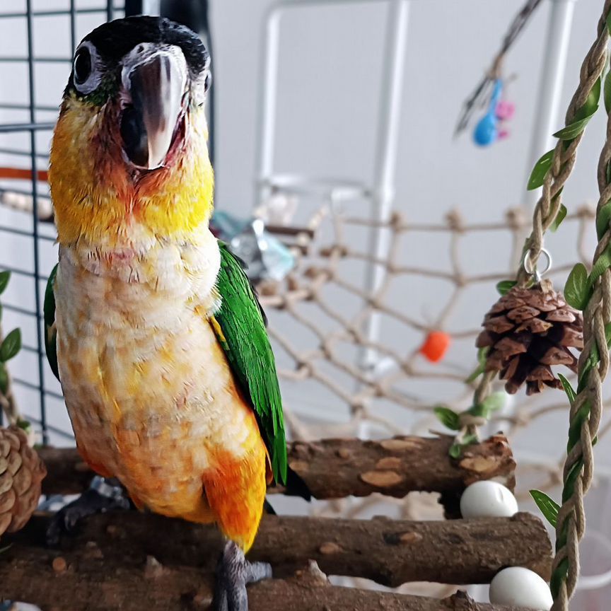 Попугай Каик