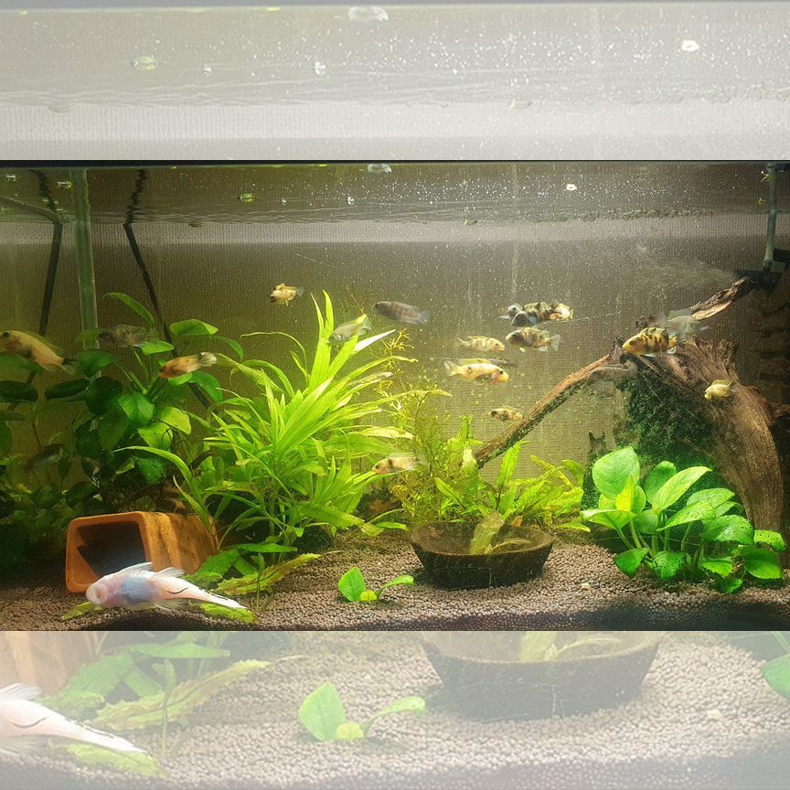 Псевдотрофеус мармеладки подростки