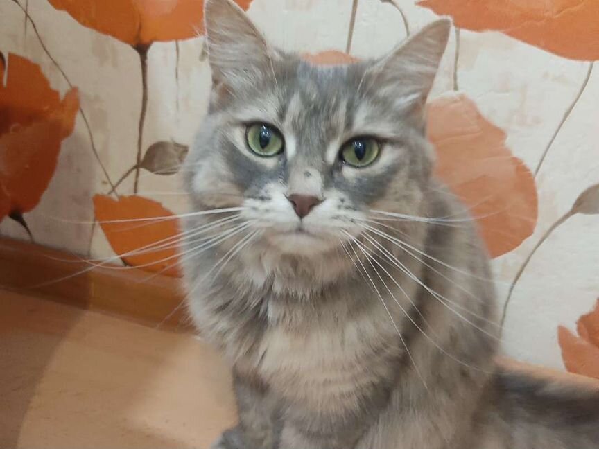 Кошка